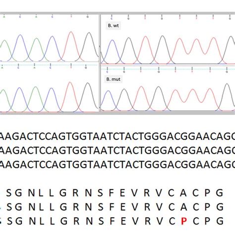 Sequencing Results Of The Flt3 Itd Mutations And Alignment Of Multiple Download Scientific