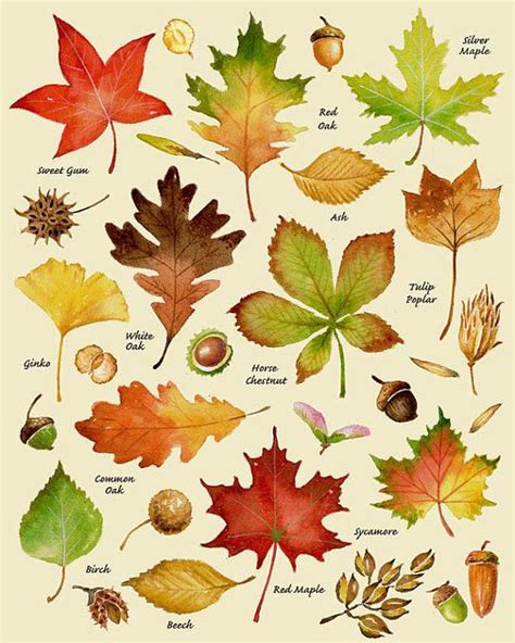 Autumn Leaves Print From Original Artwork Leaf Chart In Watercolor For Thanksgiving Halloween