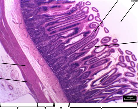 Practical 3 Jejunum Slide 2 Diagram Quizlet