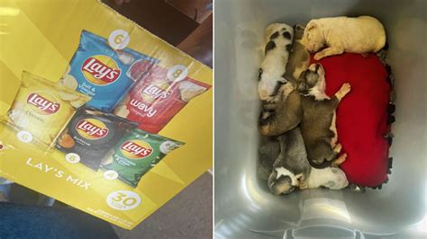 Virginia Rescuers Found A Small Chip Box And Were Shocked To See What