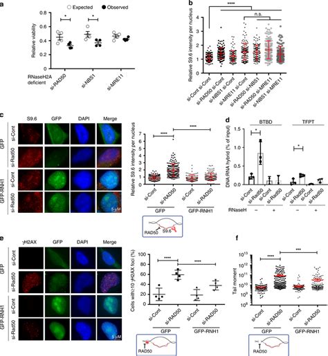 Conserved Rnaseh Dependence And R Loop Accumulation In Human Cells