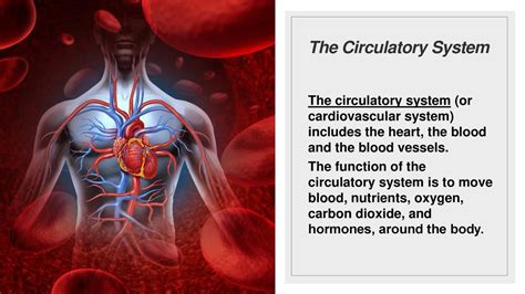 Hierarchical Levels of Anatomy - ppt download