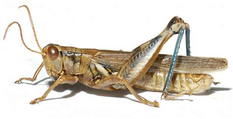 Controlling Grasshopper Pest Infestation