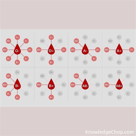 Compatibility Chart For Blood Donors 🥷 Knowledge Ninja