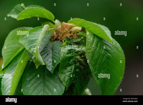 Aphid Cherry Tree Spring Leave Scopy Space For Text Severe Damage From
