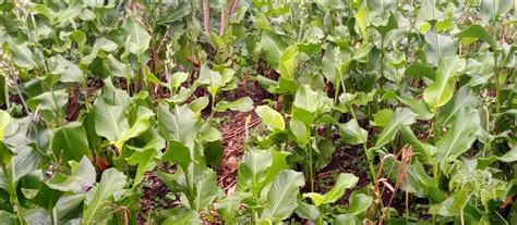 Manfaat Ganyong Untuk Kesehatan Anyong Pataga