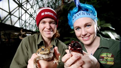 Origin Game Iii ‘rugged Cockroach Vs ‘misunderstood Cane Toad The Cairns Post
