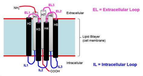 A Schematic Diagram Of The General Structure Of Gpcrs Most Gpcrs Also Download Scientific