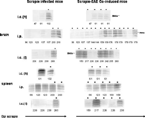 Prp Sc Levels In Brains And Spleens Of Scrapie Infected And Coinduced Download Scientific