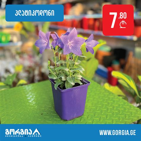 გორგია Gorgia Home