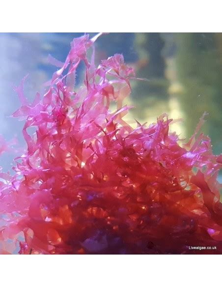 Clean Red Turf Marine Algae From The Macroalgae Experts