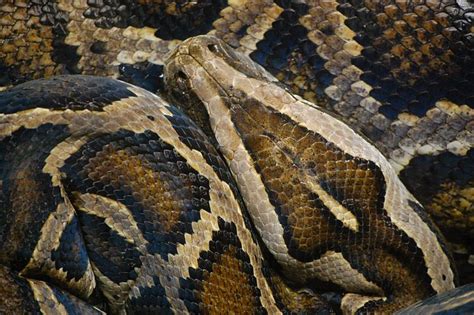 Python 图片 下载免费图片 Pixabay