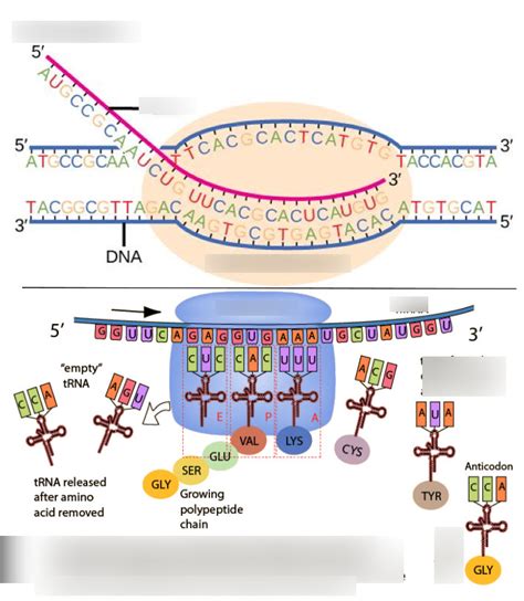 PreAP Biology Chapter Pt Diagram Quizlet