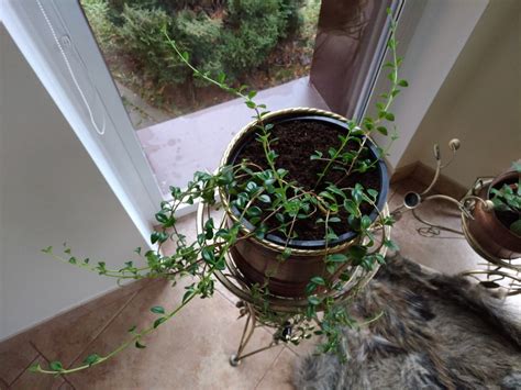 Asus Zenfone Review A Premium Midrange Flagship Gizmochina