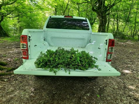 კახეთსა და სამეგრელოში ბზის უკანონო მოპოვებისა და ტრანსპორტირების ფაქტები გამოვლინდა Kvira Ge