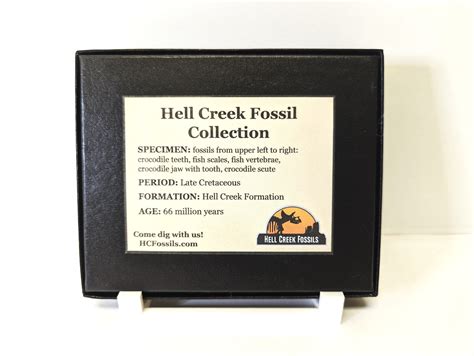 Hell Creek Fossil Collections — Hell Creek Fossils