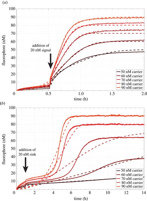 perturbation of amplification during thresholding solid lines