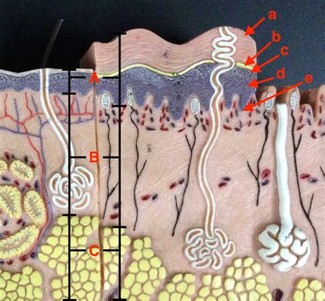 labeled skin model