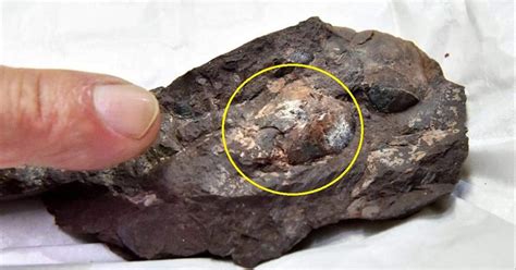 Fossilized Dinosaur Egg Found In Japan Recognized As Worlds Smallest