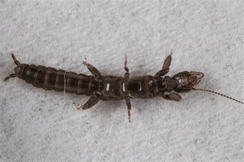 Embioptera Web Spinners Field Guide To The Insects Of Tasmania