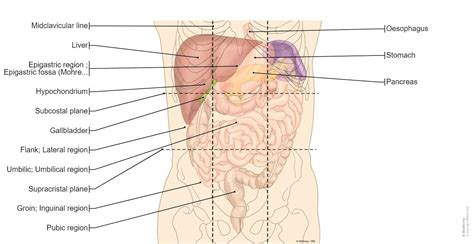 Abdomen And Digestive System Diagrams Normal Anatomy 46 Off