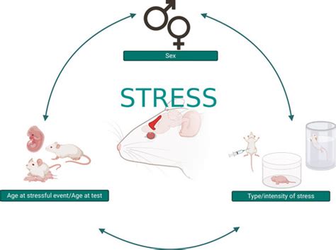 Sex Differences In The Neurochemistry Of Frontal Cortex Impact Of Early Life Stress Perry