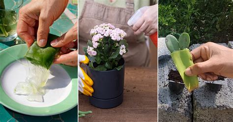 Secret Ways To Use Aloe Vera As A Fertilizer For Succulents Succulent