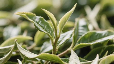 60岁大娘坚持泡玫瑰喝茶，1年后体检，身体状况出乎意料！