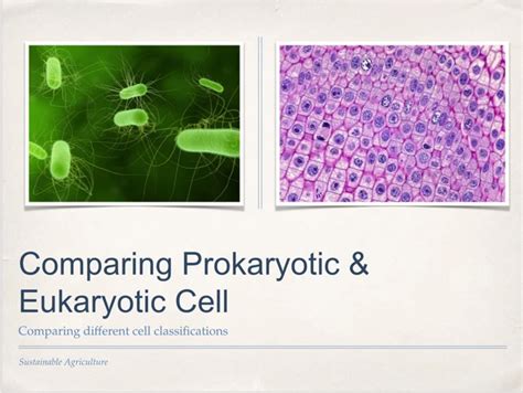 How To Tell If Its A Prokaryote Under A Microscope A Step By Step