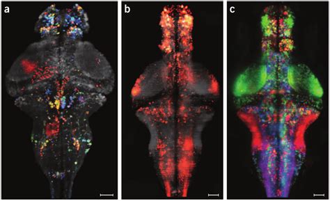 32 Whole Brain Activity Recorded With A Light Sheet Microscope A Download Scientific Diagram