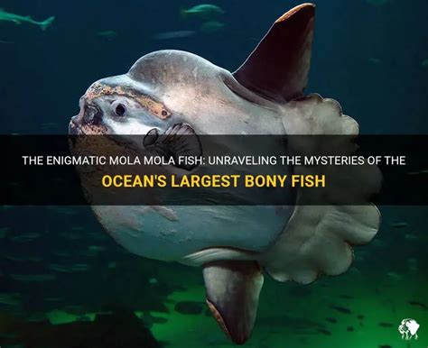 The Enigmatic Mola Mola Fish Unraveling The Mysteries Of The Oceans