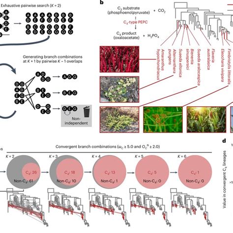 Joint Convergence Of Gene Expression Patterns And Protein Sequences A Download Scientific