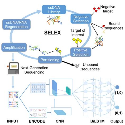Deepaptamer Advancing High Affinity Aptamer Discovery With A Hybrid Deep Learning Model