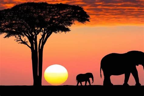 𝐁𝐋𝐀𝐂𝐊𝐒 Amadou Mbarick Fall Aka Battling Siki… Former Light Heavyweight World Champion Who