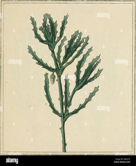 This 1812 Work Outlines The Principles Of Botany According To Linnaeus Providing A Detailed