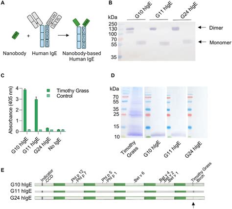 Expression Of Ige Like Antibodies In Mammalian Cells A Schematic Download Scientific Diagram