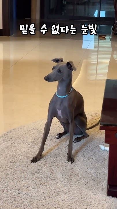 주인이 고양이만 예뻐하면 강아지는 어떻게 반응할까 Youtube