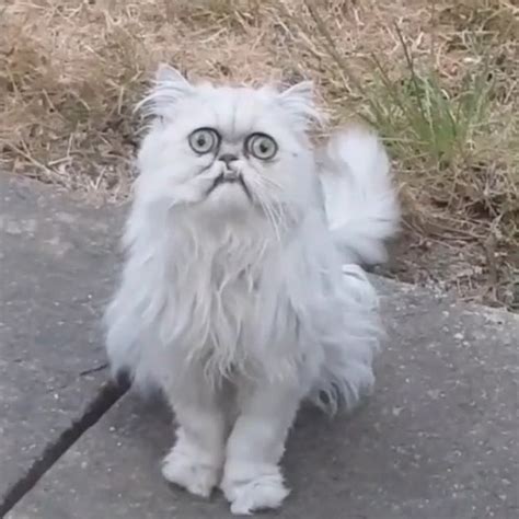 Самый уродливый кот 72 фото