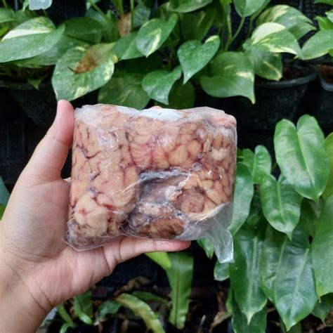 Jual Otak Sapi Shopee Indonesia