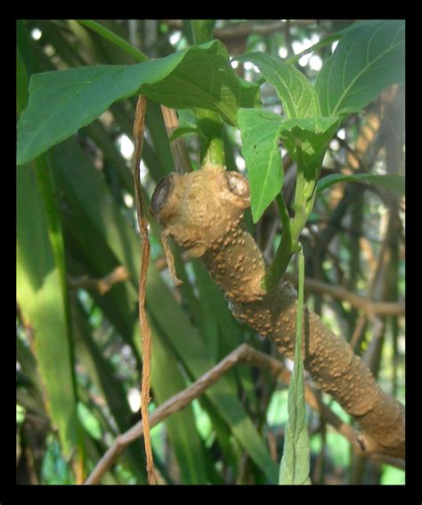 Mr Twig Bug By Digiphile23 On Deviantart Mr Twig Bug By Digiphile23 On Deviantart