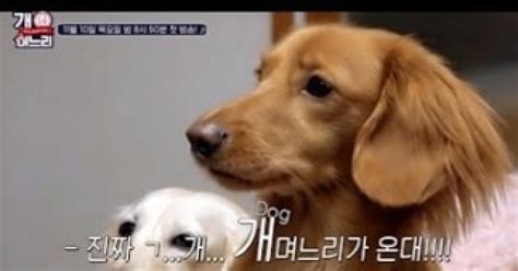 웃기는 며느리 다 모였다 이수지→김영희 개며느리