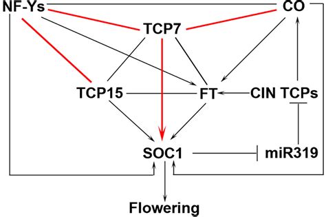 TCP Interacts With Nuclear FactorYs To Promote Flowering By Directly Regulating SOC In