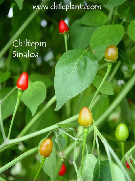 Well Rooted Chili Plant Chiltepin Plants Live In 4 Inch Pot Pepper