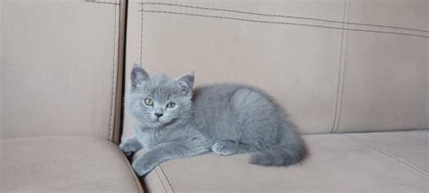 Британски котета Британска късокосместа 3 месеца Мъжко Женско Сиви