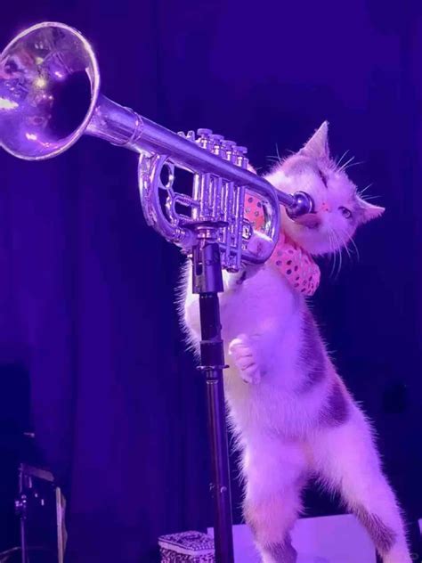 海蒂和爷爷终于变成 海蒂”了 夜雨聆风