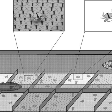 Diagram Representing The Layout Of The Experiment Designed To Quantify Download Scientific