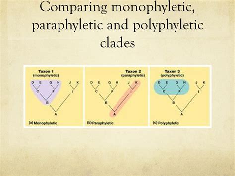 26 3 Shared Characters Are Used To Construct Phylogenetic Trees Ppt