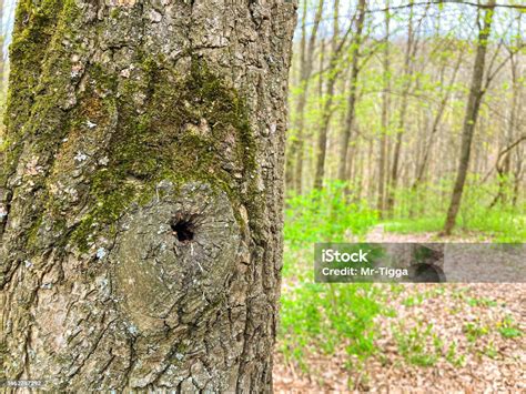 속이 빈 나무 나무 속이 빈 구멍 또는 나무 구멍은 나무의 줄기 또는 가지에 자연적으로 형성된 반 밀폐 된 구멍입니다 그들은 주로 오래된 살아있는 나무에서 발견됩니다 0명에