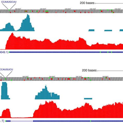 leaky scanning in ycm aug y containing mrnas from yeast ribosome