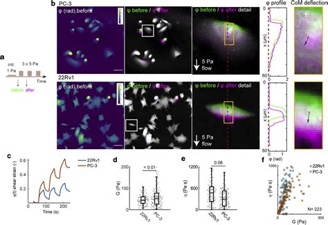 Cancer Cell Viscoelasticity Measurement By Quantitative Phase And Flow
